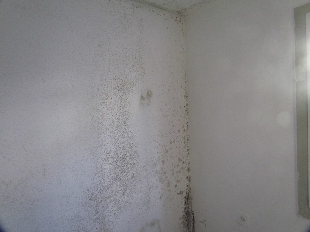 Removing mold - how to remove mold correctly and how to fight